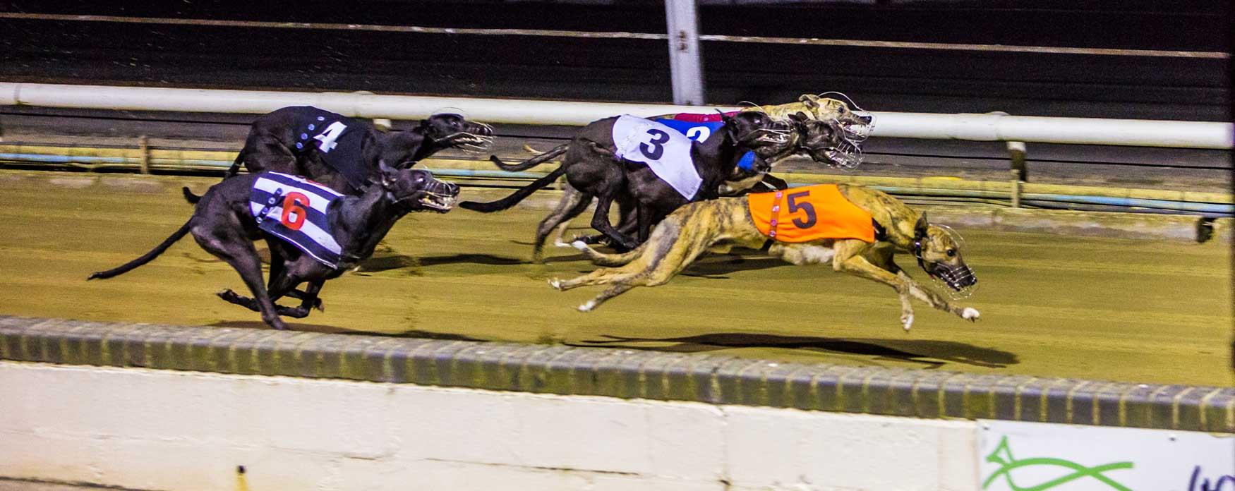 Greyhound Racing - Great Yarmouth